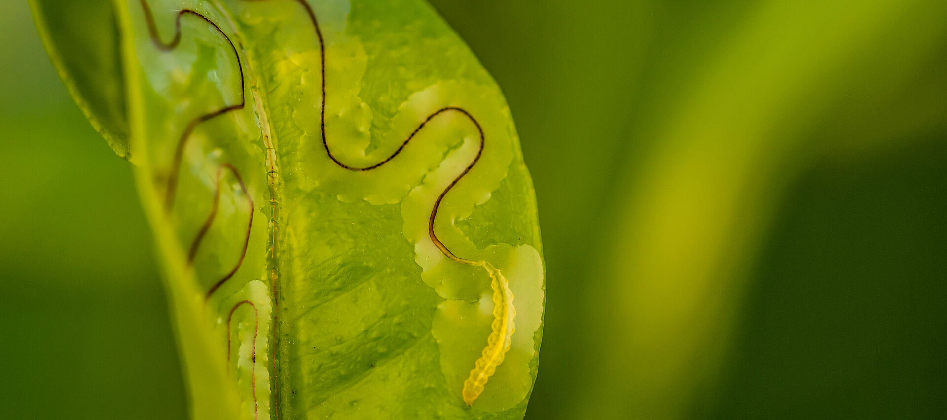 Minadores de la hoja - Biocontrol, daños y ciclo de vida