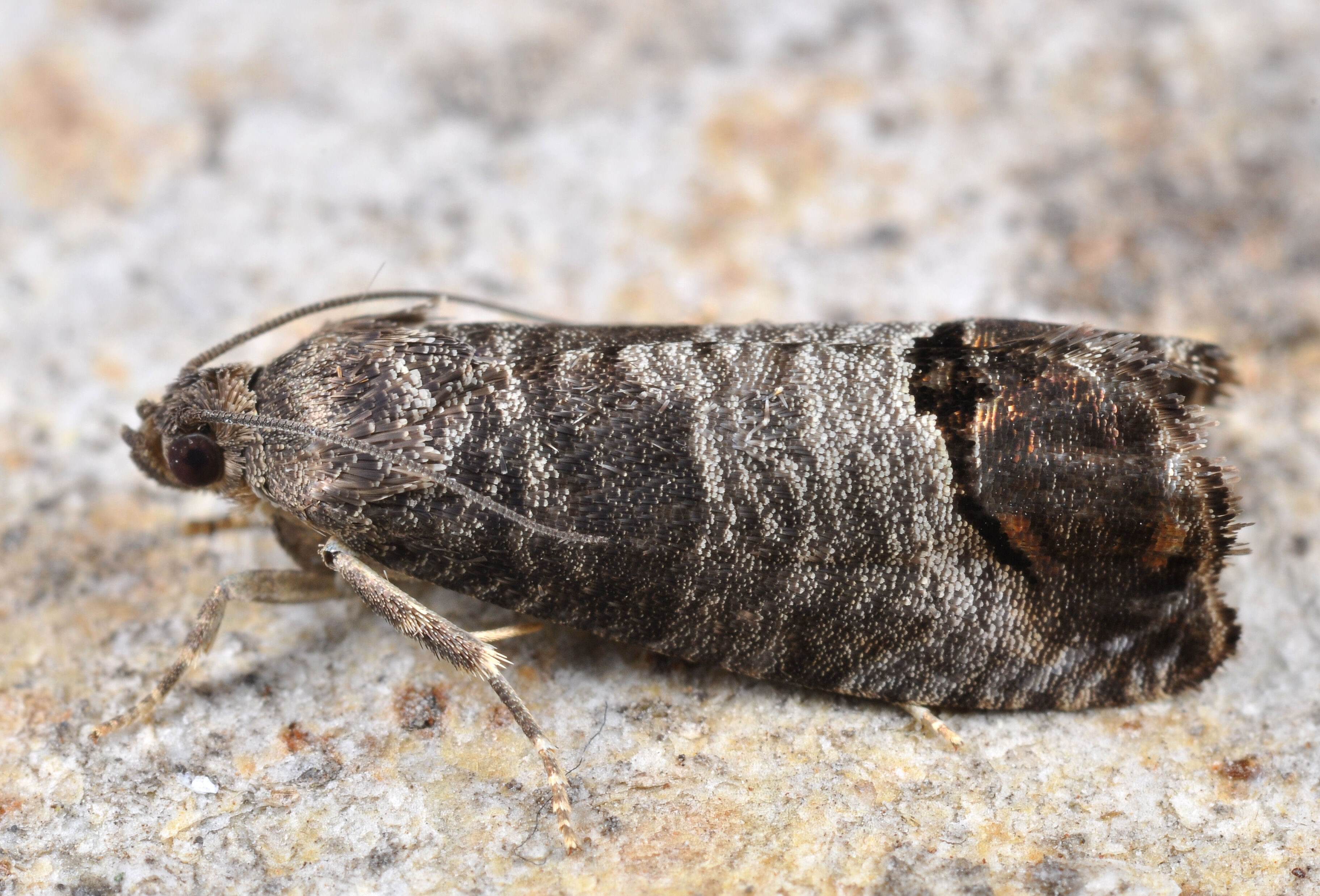 Codling moth | Koppert Peru