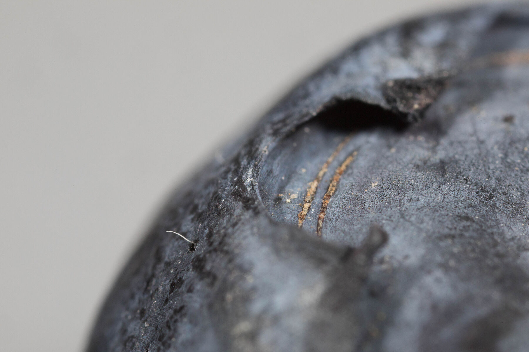 Moscas | Koppert Peru