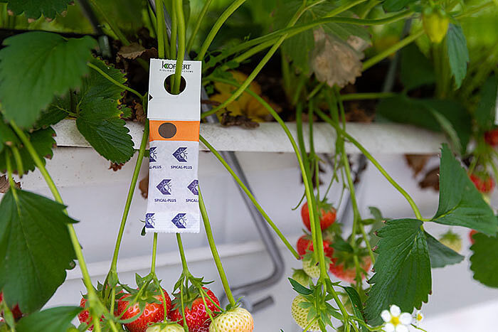 Una nueva imagen para Spical-Plus | Koppert Peru