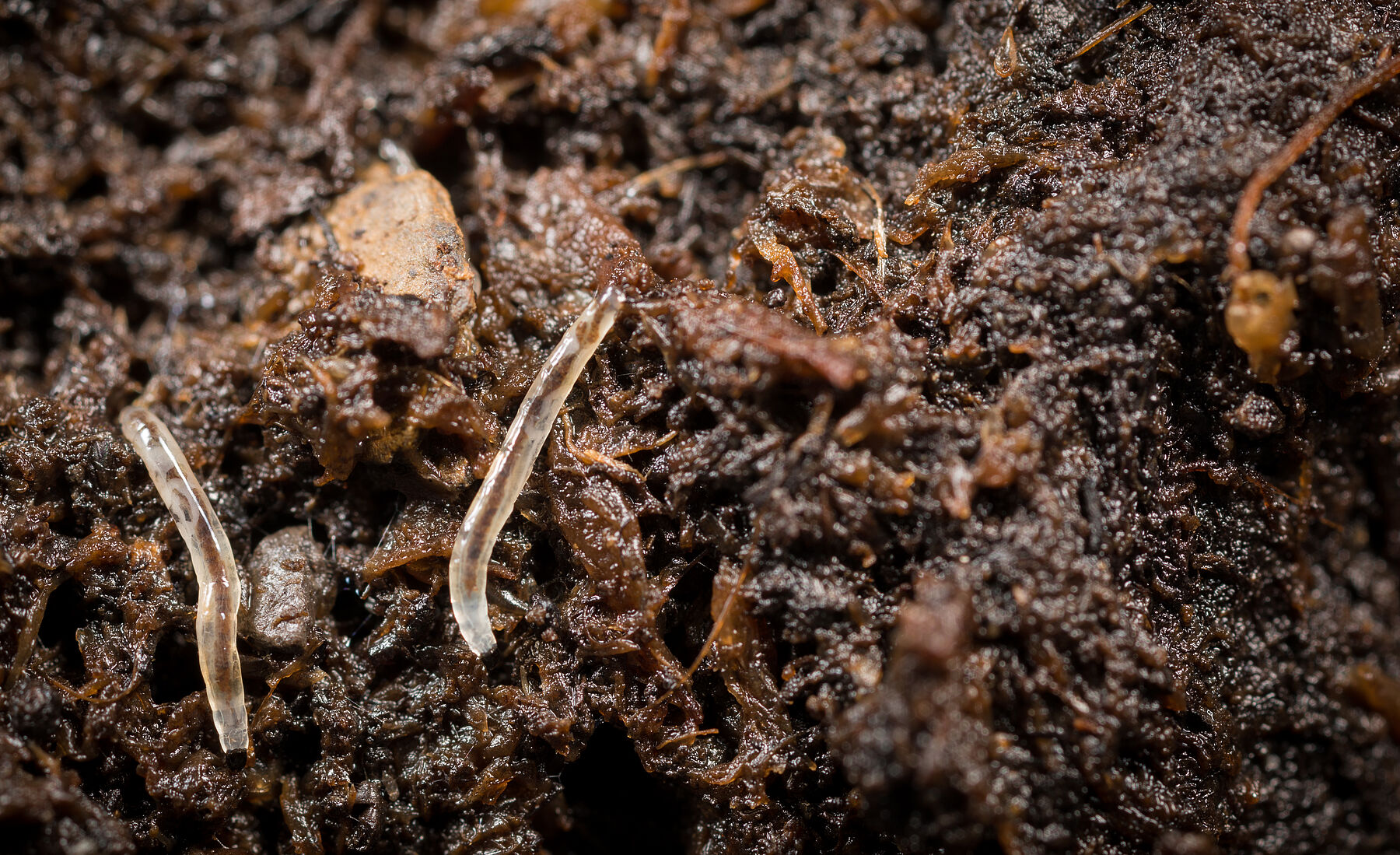 Moscas | Koppert Peru