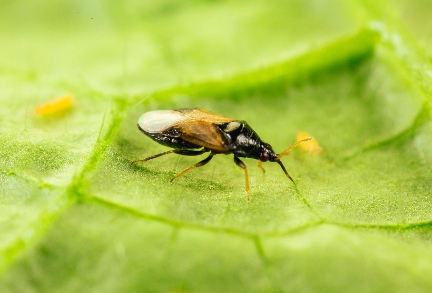 Orius insidiosus - Predatory Bug for Thrips Control